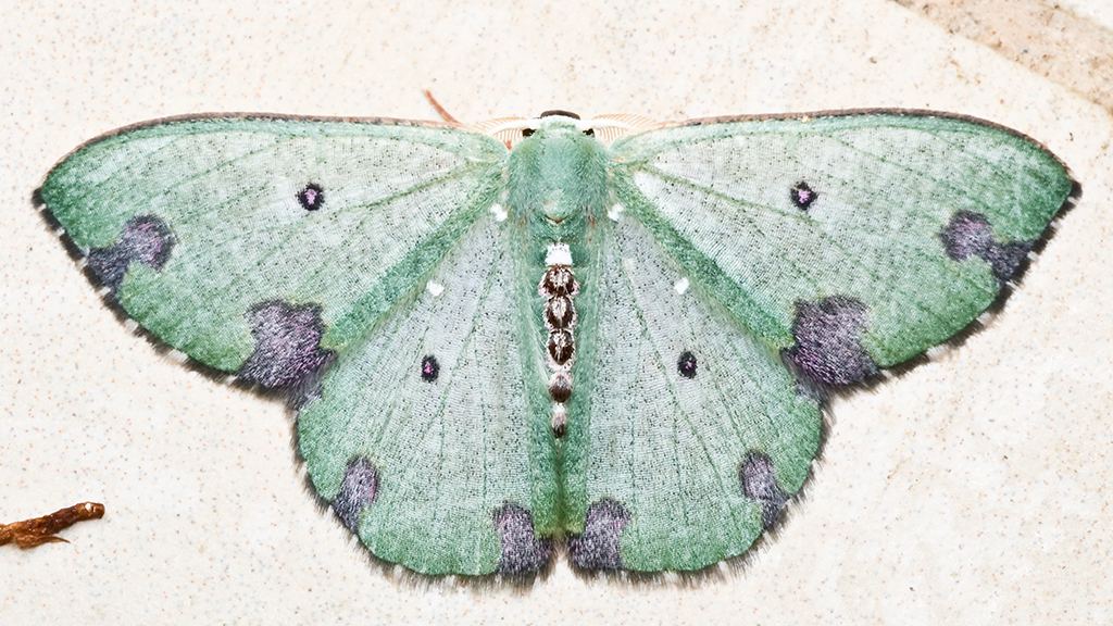 Emerald Moths from Finca Heimatlos Eco Lodge and Farm on August 4, 2022 ...