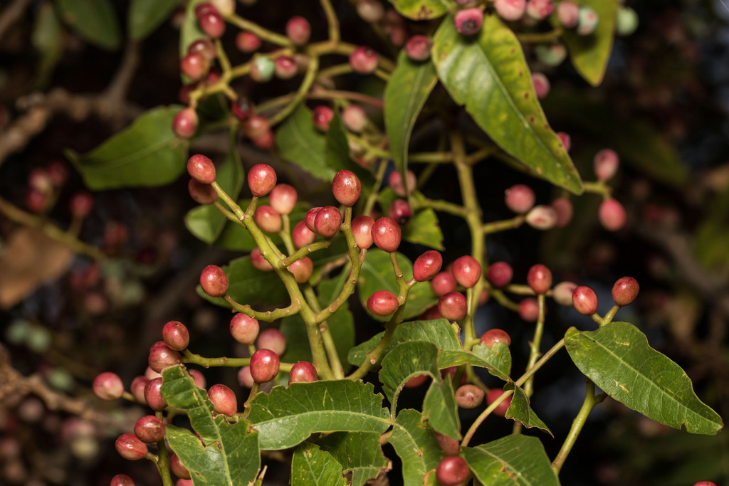 Mount Atlas mastic tree from Southern Aegean, Greece on September 28 ...
