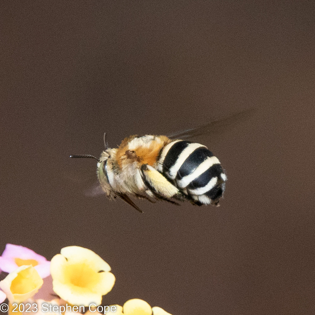 Four-striped Digger Bee from oria andalucia spain on July 21, 2020 at ...