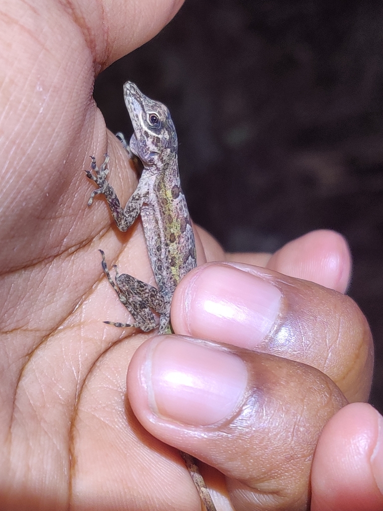 big-fanned trunk anole in February 2023 by Jeimy Filpo Sisa · iNaturalist
