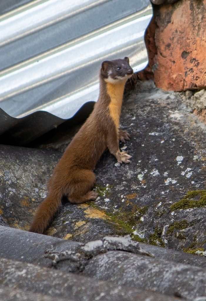 Long-tailed Weasel from Boavita, Boyaca, Colombia on February 14, 2023 ...