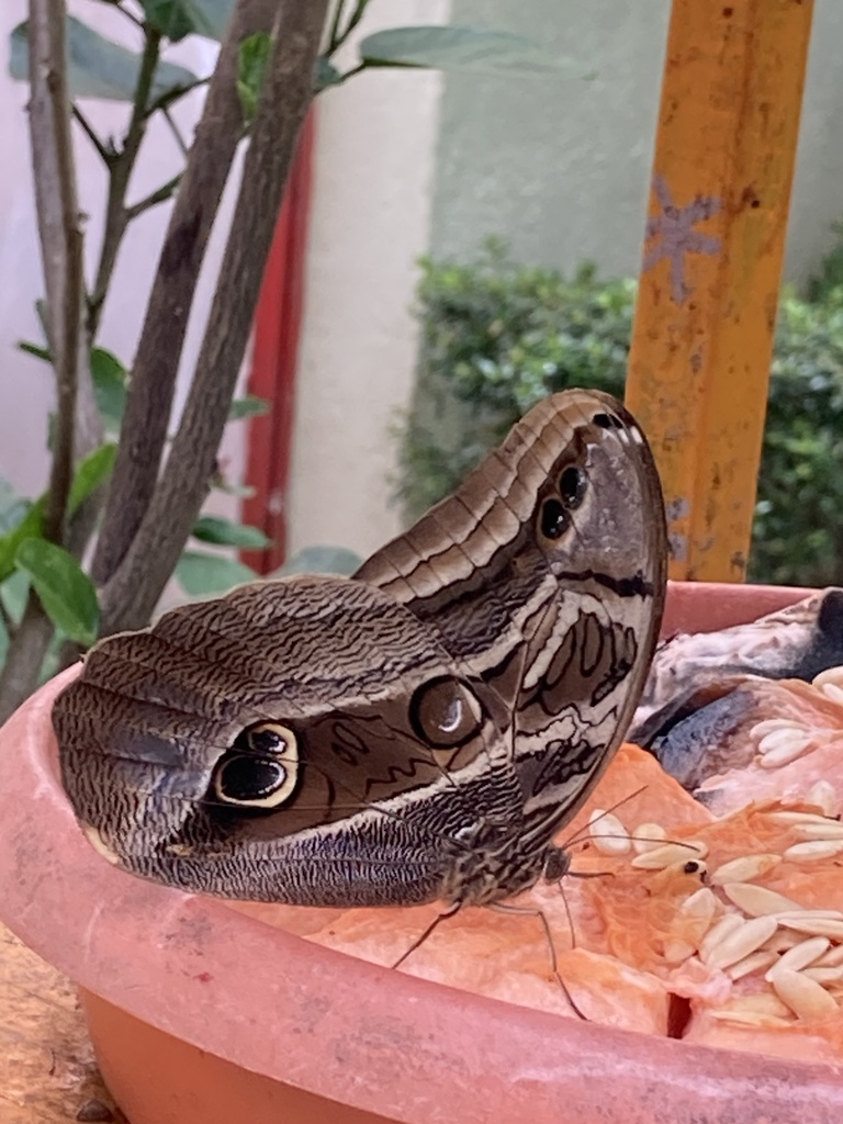 Double-spotted Owl-Butterfly from Solola, Solola, GT on February 12, 2023 at 03:32 PM by Lynne ...