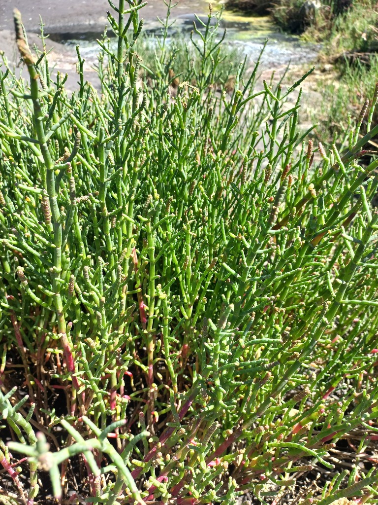 Salicornia neei from Concepcion, Bío Bío, Chile on February 14, 2023 at 12:24 PM by Michael ...