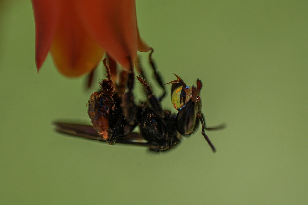 Spiny-legged Stingless bee from UnB - ICC Sul (Multiuso) on February 13 ...