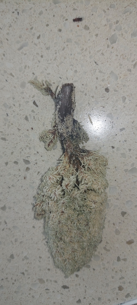 plants from Fraser Island (K'gari) QLD 4581, Australia on February 15, 2023 at 08:14 AM by Emma ...