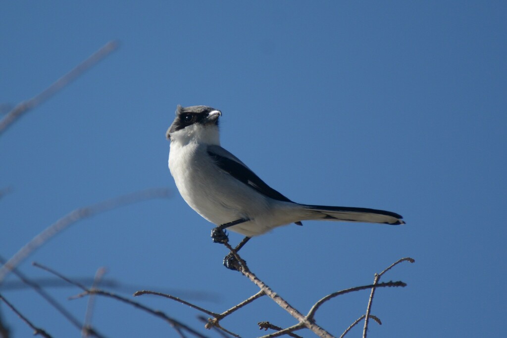 Loggerhead Shrike from Paloma Lake, TX 78665, USA on February 14, 2023 ...