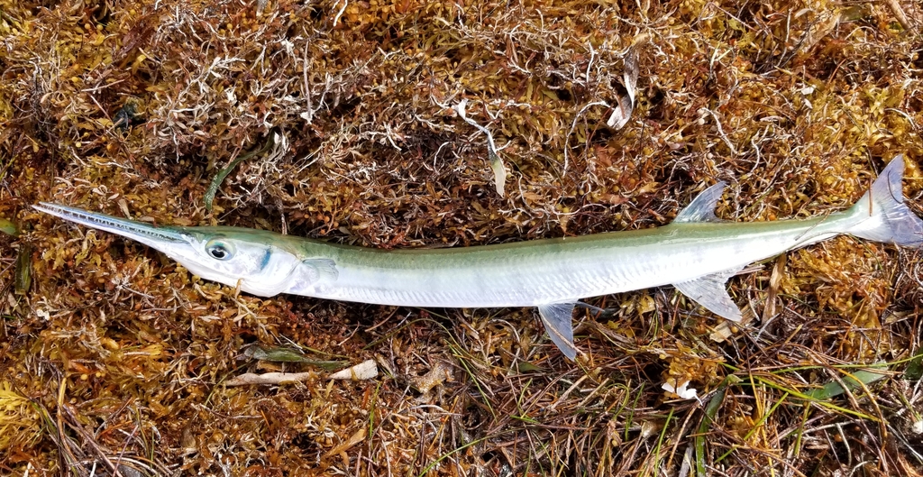 Crocodile Needlefish from Quintana Roo, MX on February 12, 2023 at 02: ...
