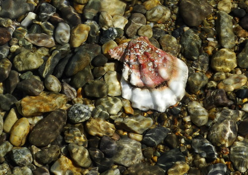 Genus Swiftopecten · iNaturalist