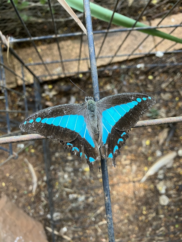Blue Triangle Butterfly from Hill St, Woombye, QLD, AU on February 12 ...
