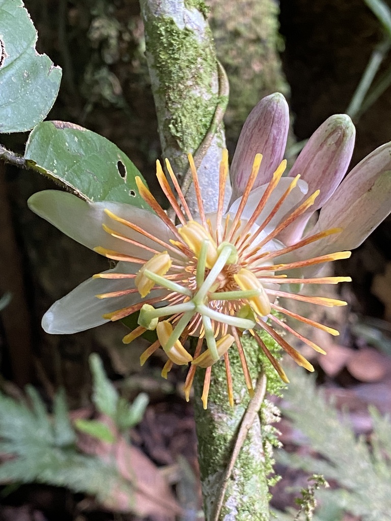 Passiflora skiantha from Tena, Napo, EC on August 07, 2022 at 10:13 AM ...