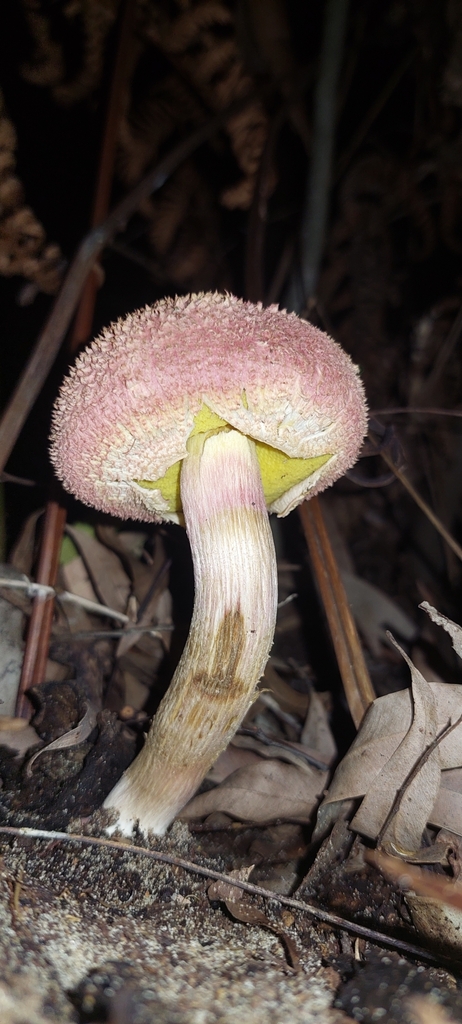 Boletellus from Hervey Bay - Pt B, AU-QL, AU on February 15, 2023 at 10 ...