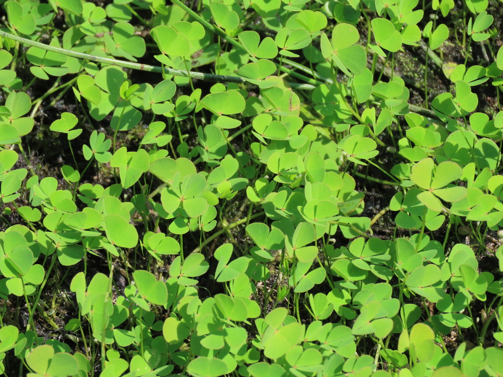 Helicopter Ferns from Karungali, Tamil Nadu, India on February 15, 2023 ...