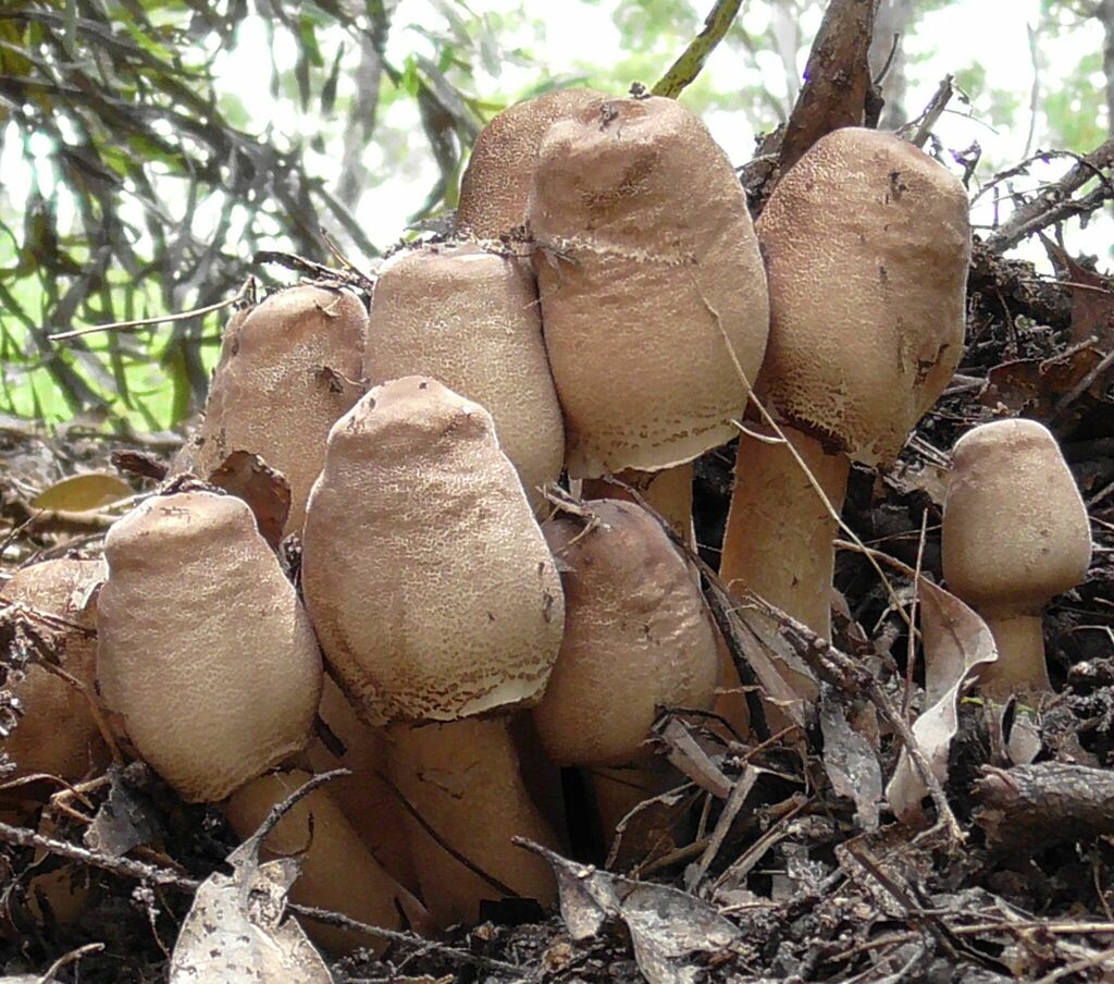 Leucoagaricus from Watsonville QLD 4887, Australia on January 15, 2022 ...