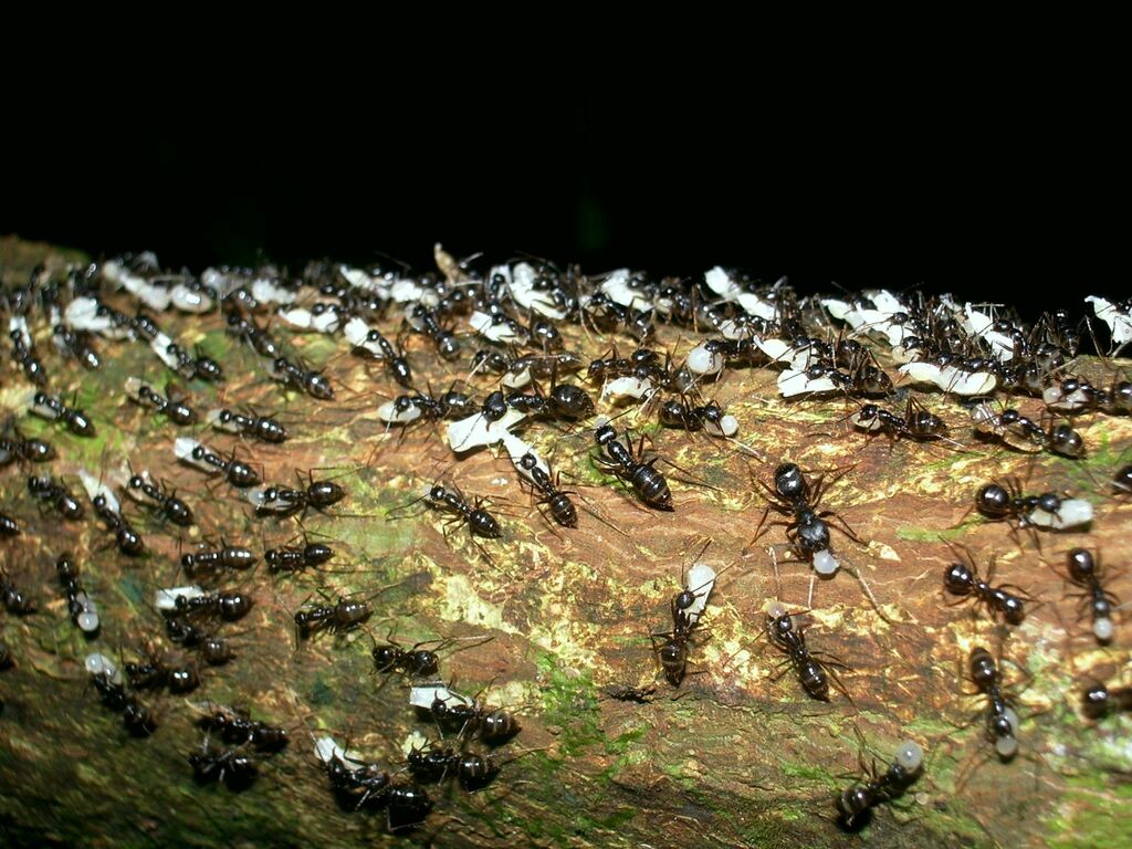 Euprenolepis procera from Selangor, Malaysia on August 10, 2008 at 12: ...