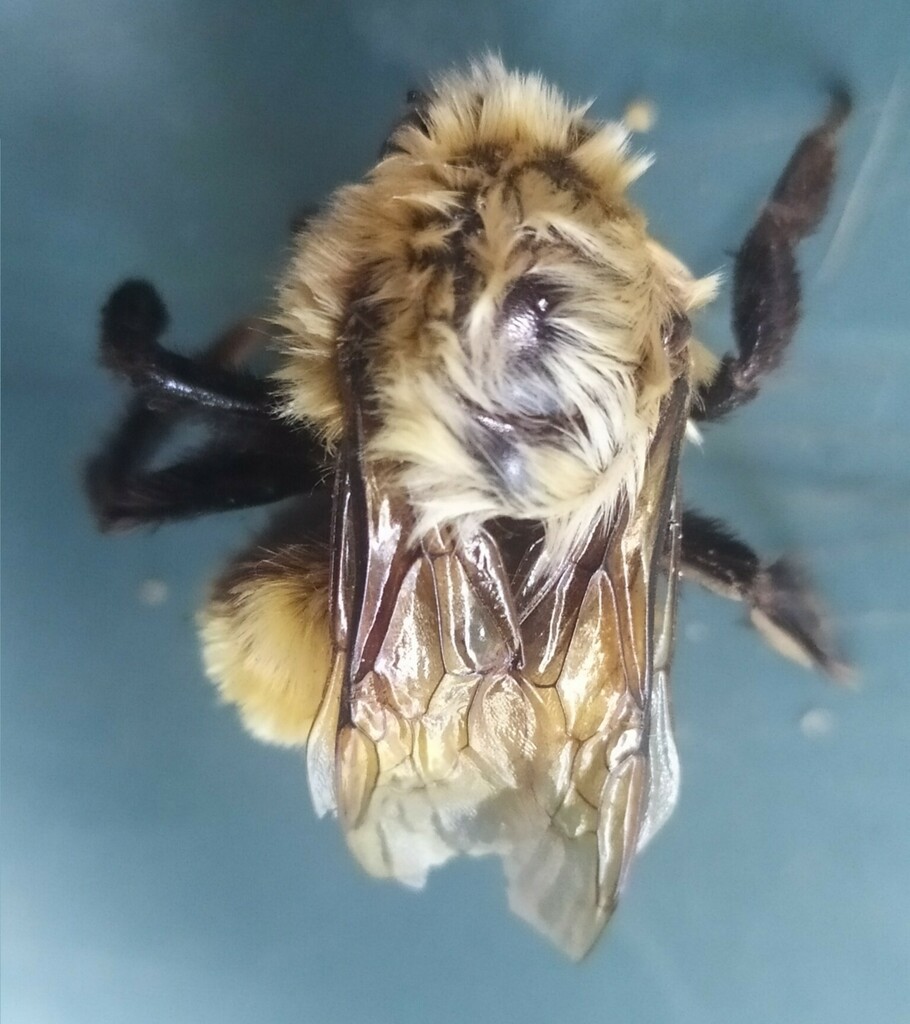 Giant Bumble Bee in February 2023 by rdelpiano · iNaturalist