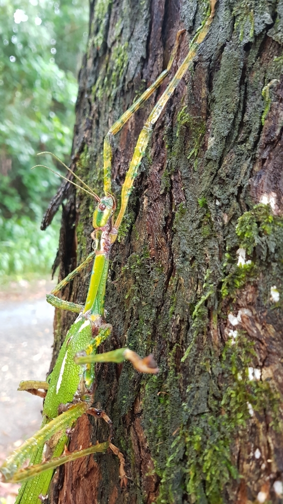 Goliath Stick Insect from Dungay NSW 2484, Australia on February 15 ...
