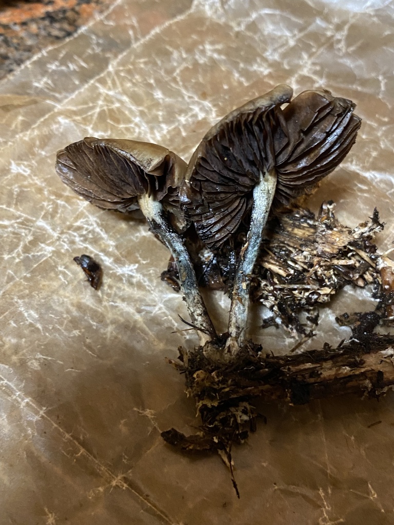 Psilocybe allenii in December 2022 by Linda Caplinger. Probably P ...