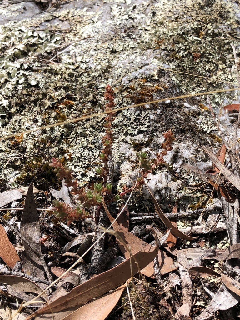 Australian Stonecrop from Woolnorth TAS 7330, Australia on February 7 ...