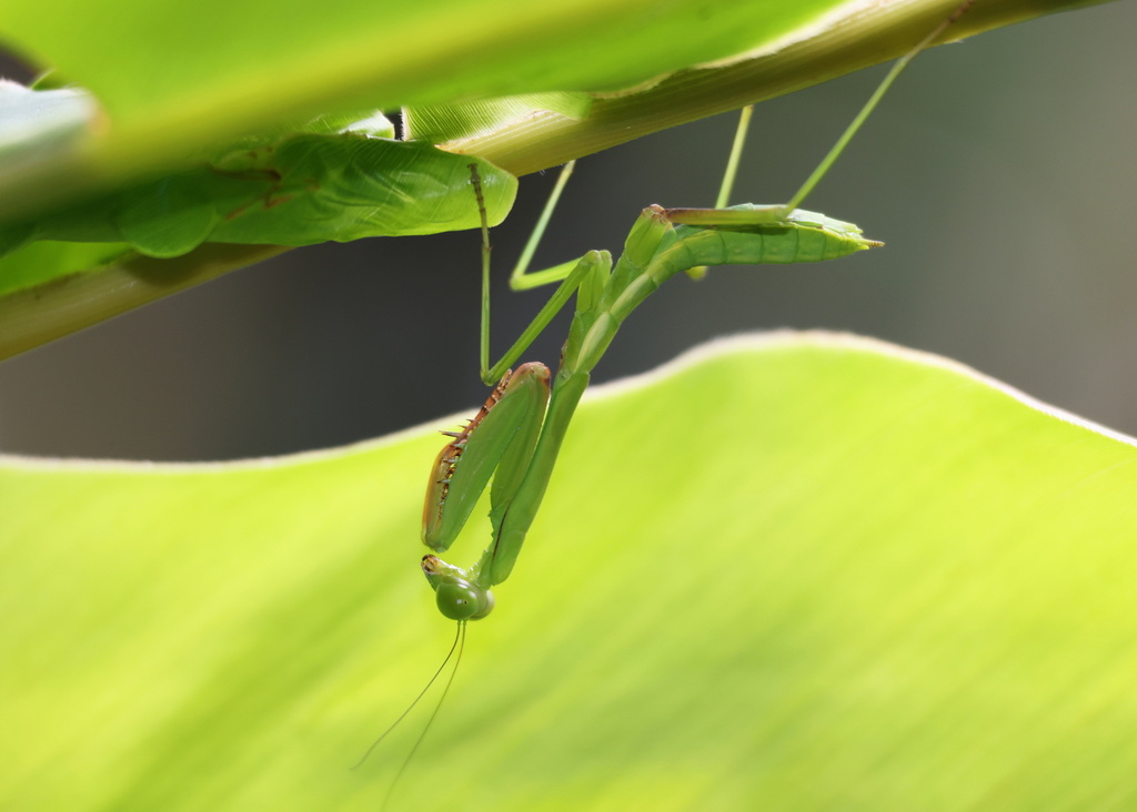 Giant Asian Mantises from Jayapura Regency, Papua, Indonesia on ...