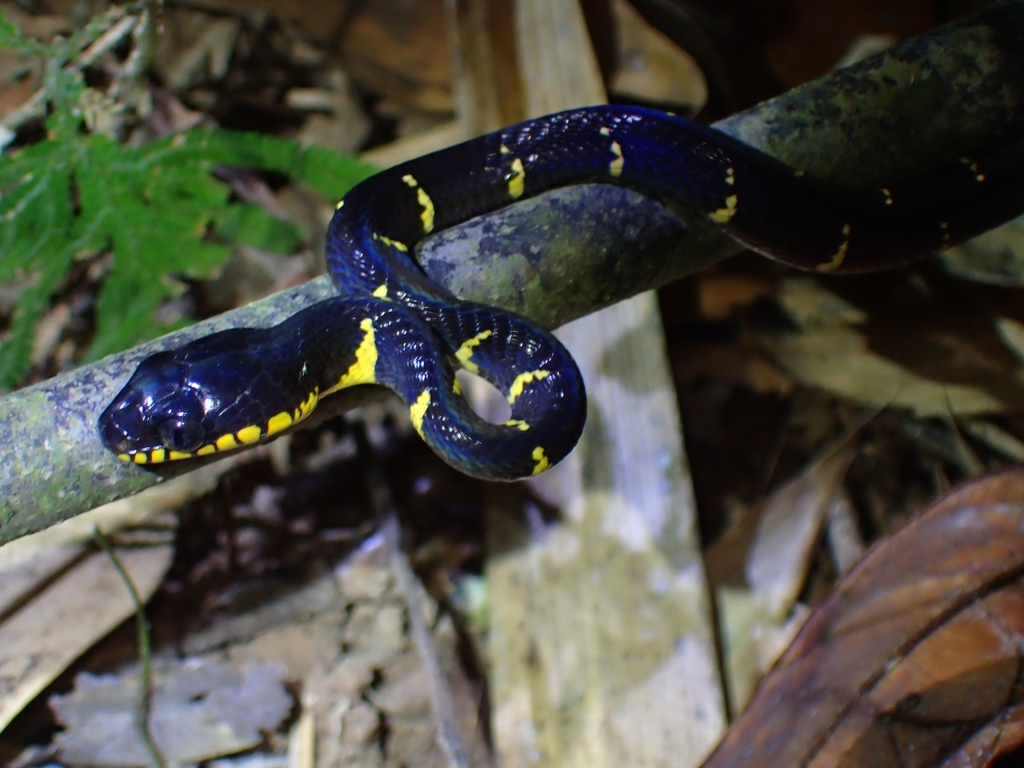 Western Mangrove Cat Snake from WG7F+5JR, Khlong Sok, Phanom District ...