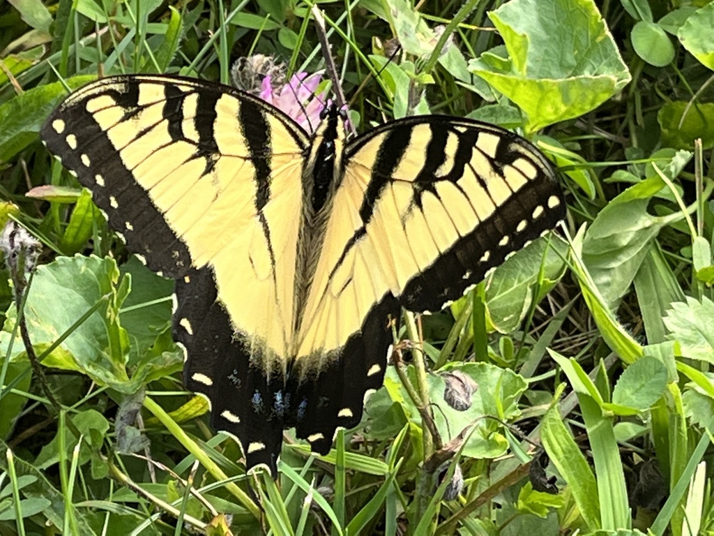 Eastern Tiger Swallowtail from Mts/Bluff Mountain Trail-Cg to Brinegar ...
