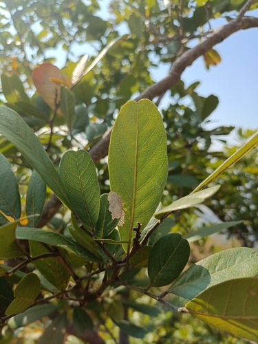 Sapindus emarginatus · iNaturalist Mexico