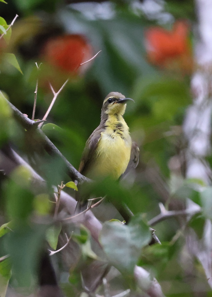 Sahul Sunbird from North Toraja Regency, South Sulawesi, Indonesia on ...