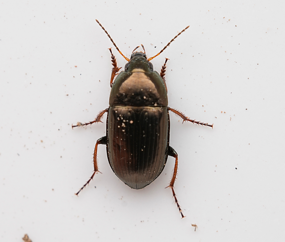 Sun Beetles in February 2023 by winifred_byrd · iNaturalist