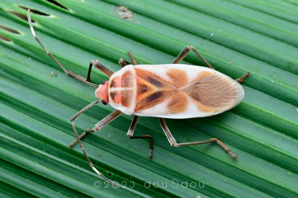 Physopelta robusta from 中国海南省昌江黎族自治县霸王岭 on January 13, 2023 at 08:30 PM ...