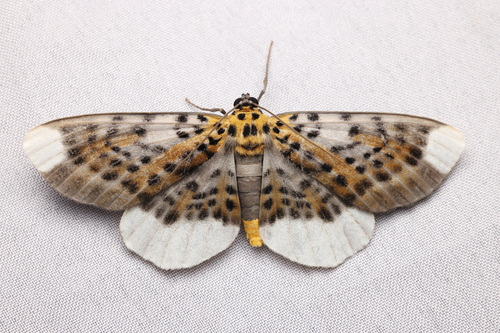 Bracca olafhenkeli · iNaturalist United Kingdom