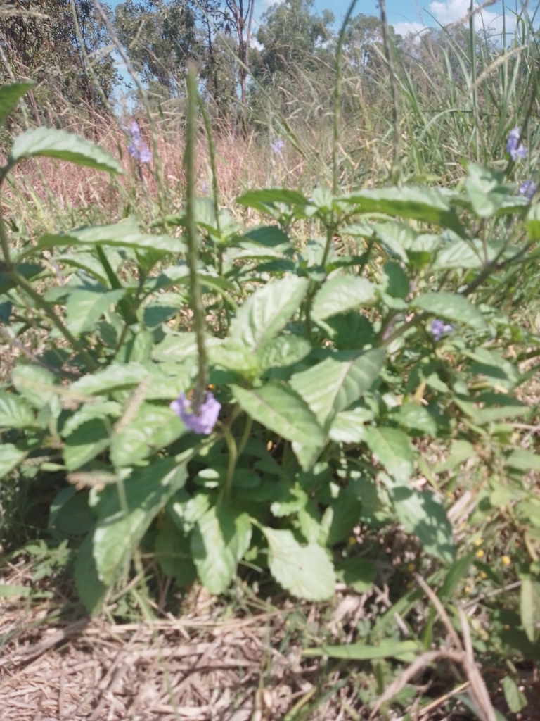 Porterweed from Canal Creek on February 14, 2023 at 09:36 AM by Roeina ...