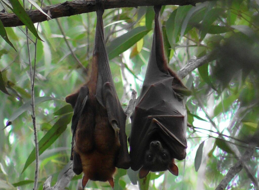 Little Red Flying Fox from Watsonville QLD 4887, Australia on January ...