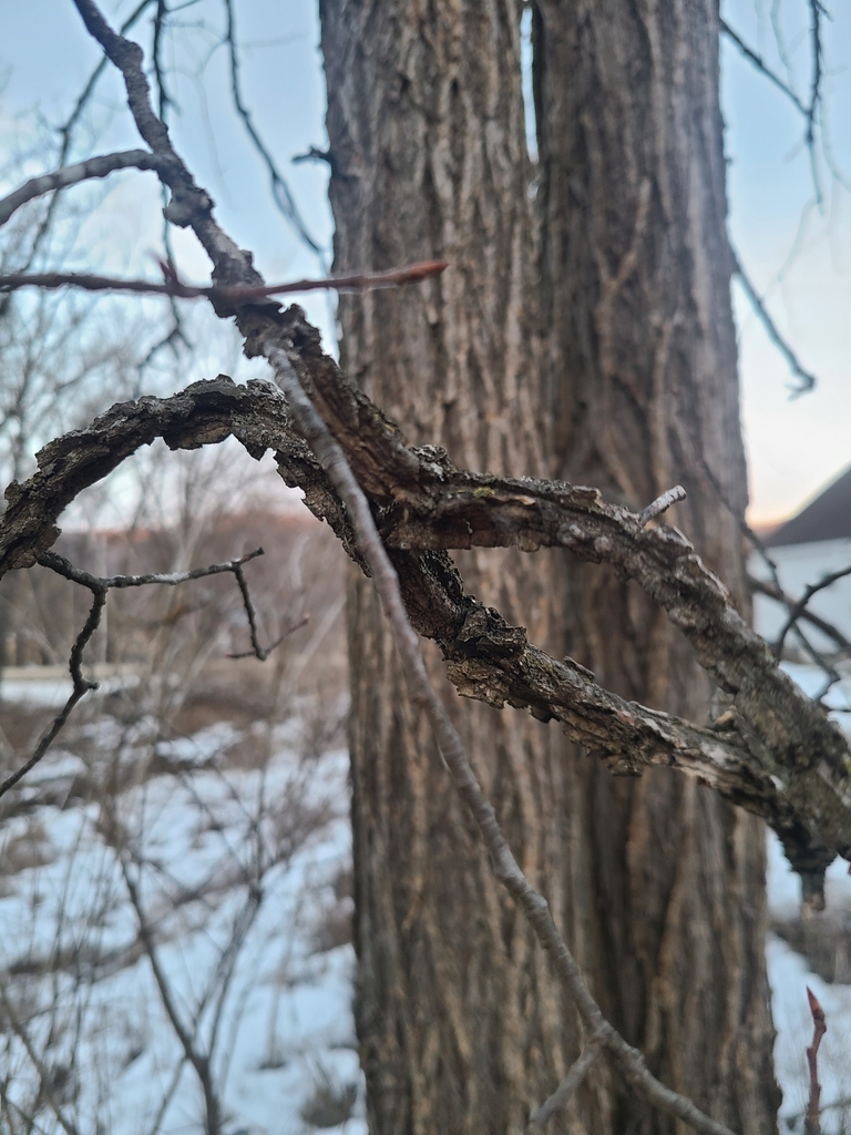 rock elm from Liberty, WI, USA on February 12, 2023 at 05:20 PM by ...