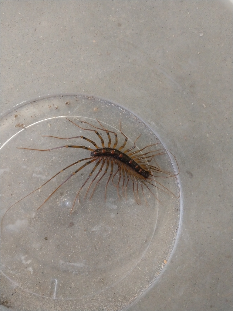 Scutigeridae from The Woodlands, TX 77386, USA on February 16, 2023 at ...