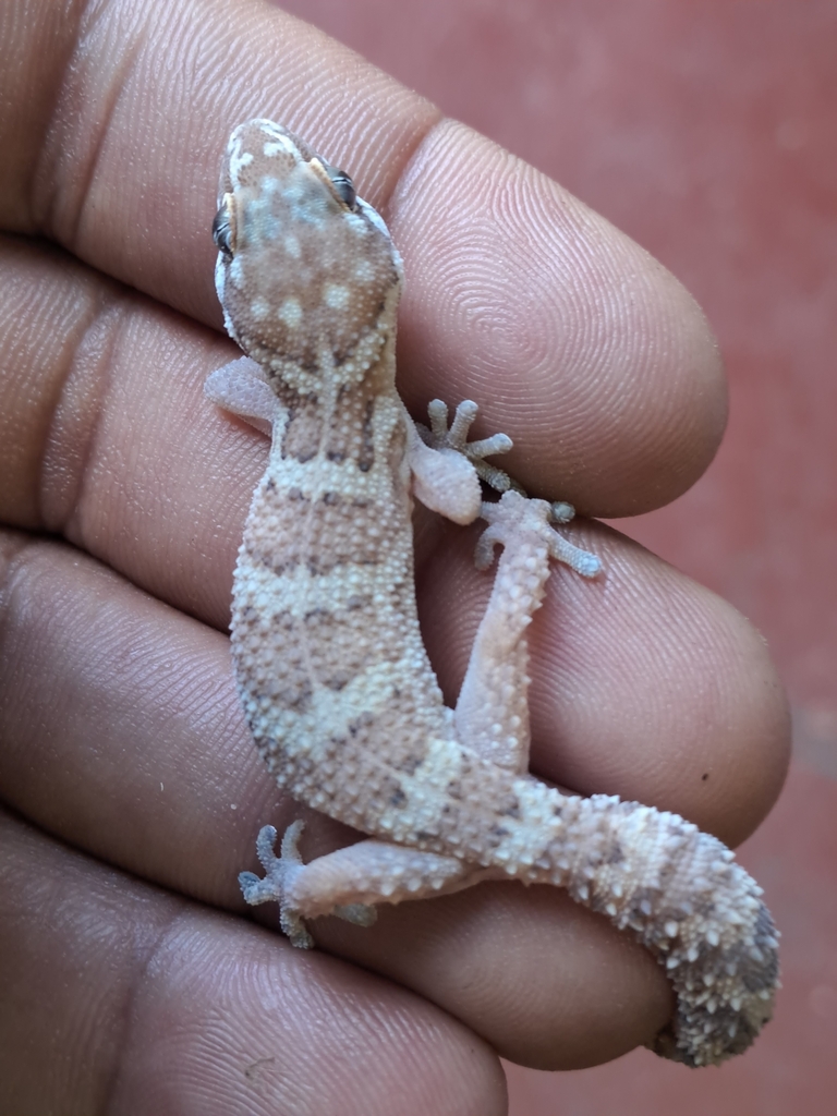 Smith's Thick-toed Gecko from Matjiesrivier, ZA-WC-WC, ZA-WC, ZA on ...
