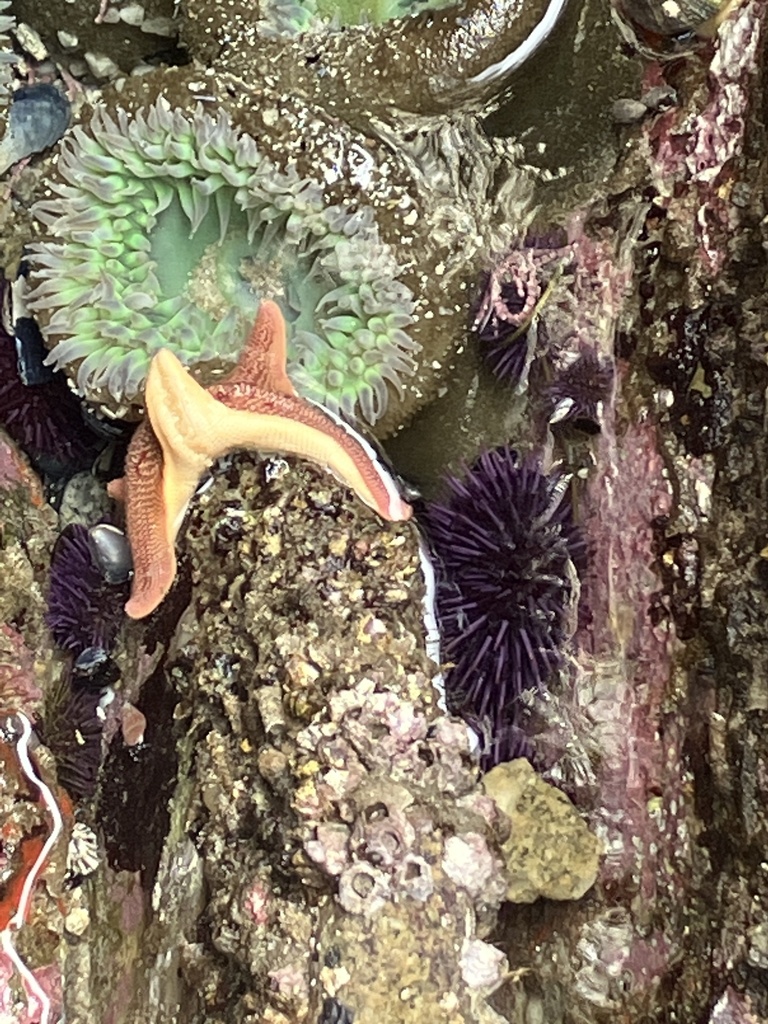 Bat Star from North Pacific Ocean, Pebble Beach, CA, US on February 16 ...