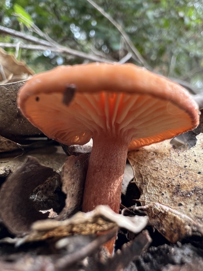 Common Milkcaps from James Way, Arroyo Grande, CA, US on February 16 ...