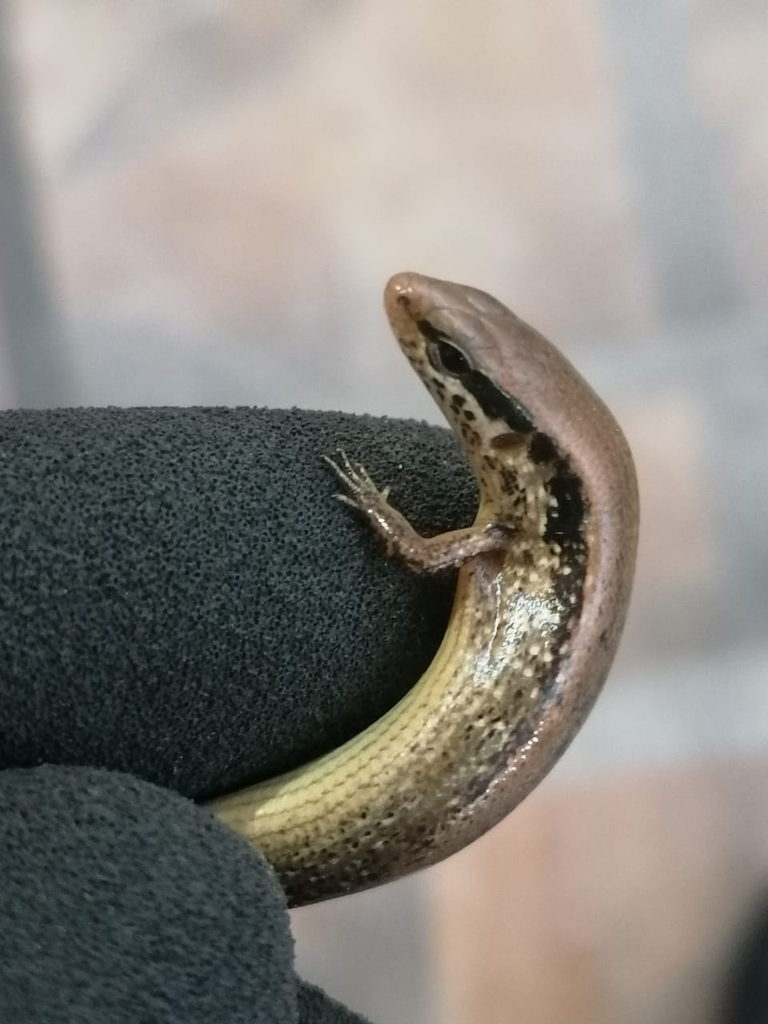 Brown Forest Skink from Orizaba on February 16, 2023 at 06:33 PM by ...