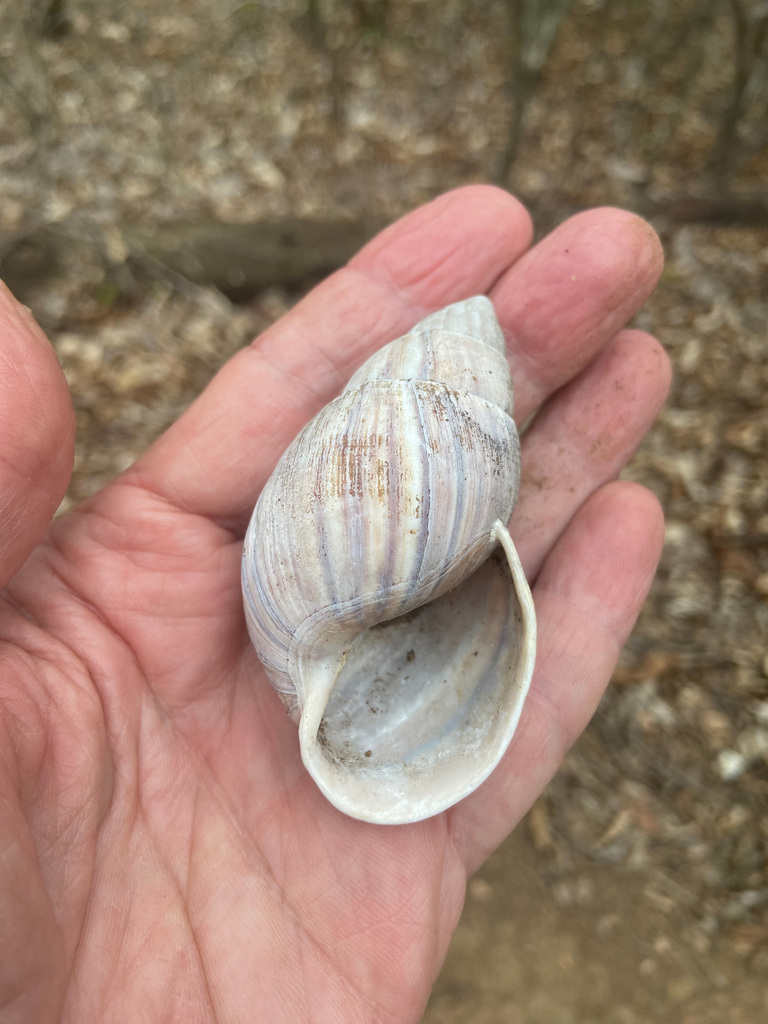 Thaumastus from Macará, Loja, Ecuador on January 30, 2023 at 04:23 PM ...