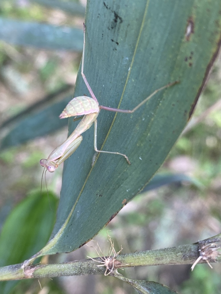 Formosan Giant Mantis from 礁溪鄉, TW on February 17, 2023 at 09:13 AM by ...