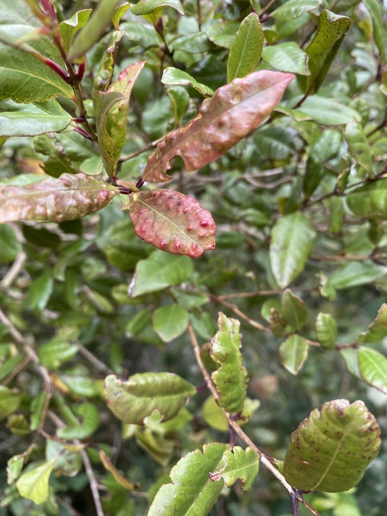 Swamp maire from Queen Elizabeth Park, Paekākāriki, Wellington, NZ on ...