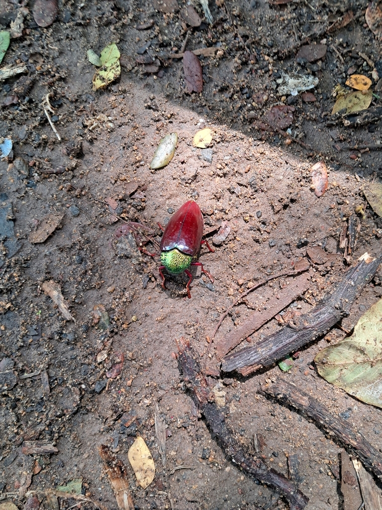 Sternocera chrysis from SCIENCE BLOCK, QUEEN MARYS COLLEGE ...