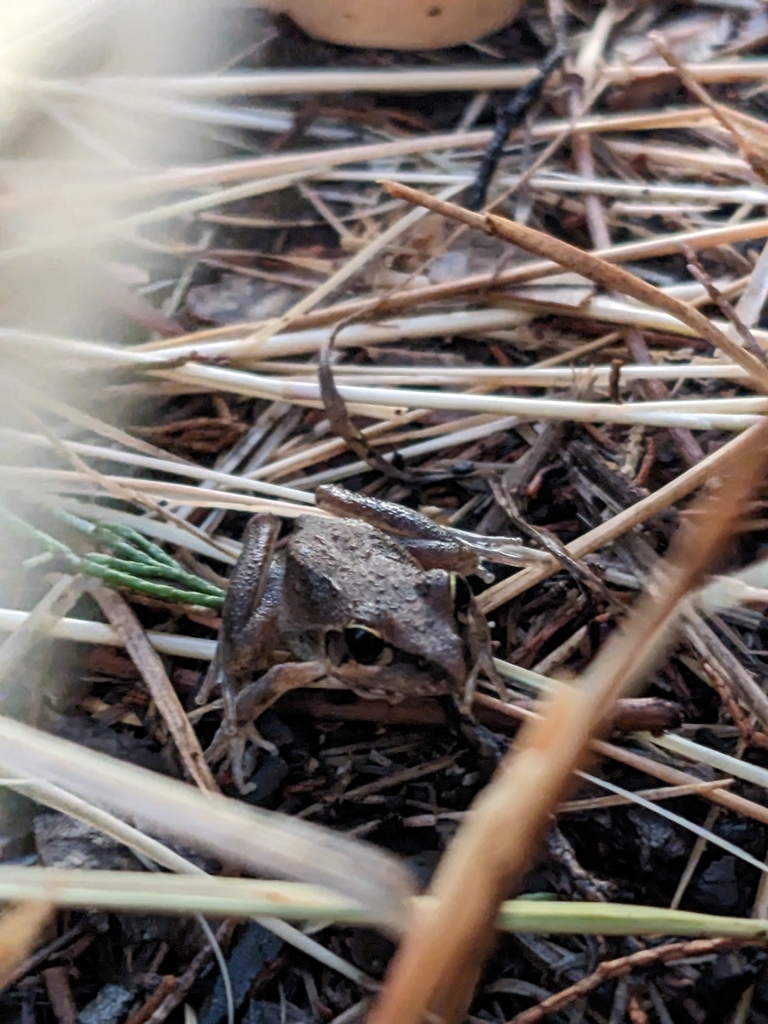 Broad-palmed Frog from Yarrie Lake NSW 2388, Australia on February 14 ...