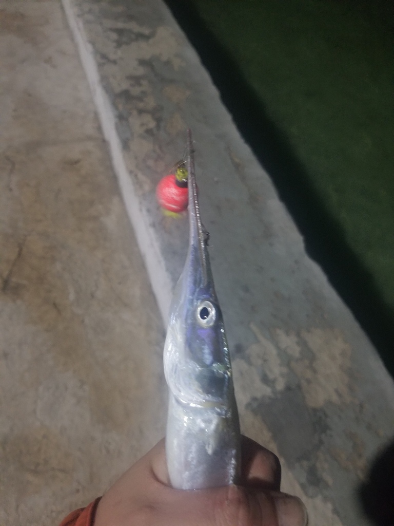 Crocodile Needlefish from Río Lagartos Municipality, Yucatan, Mexico on ...