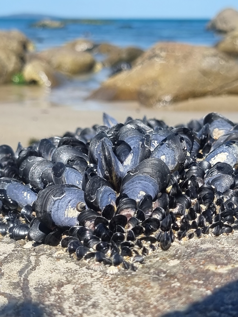 Little Black Mussel from Kingborough, TAS, Australia on February 17 ...
