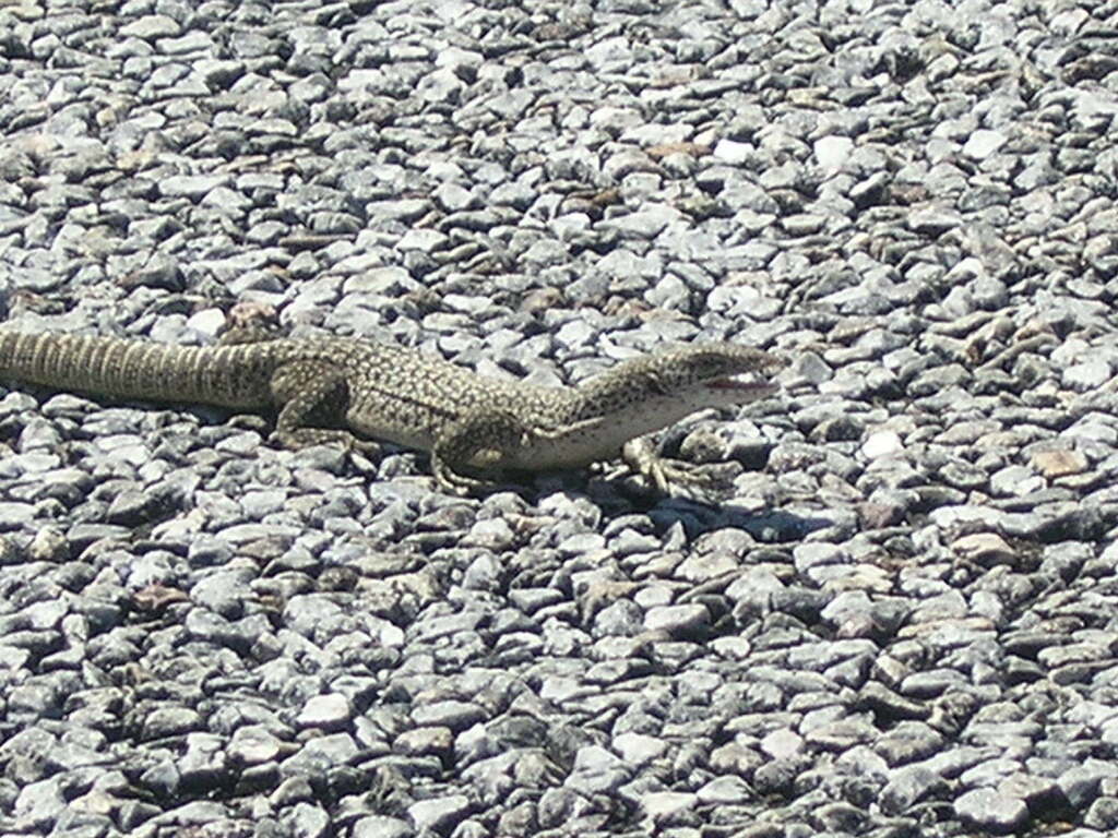 Banded/Spotted Tree Monitor Complex from Mitchell Plateau WA 6740 ...