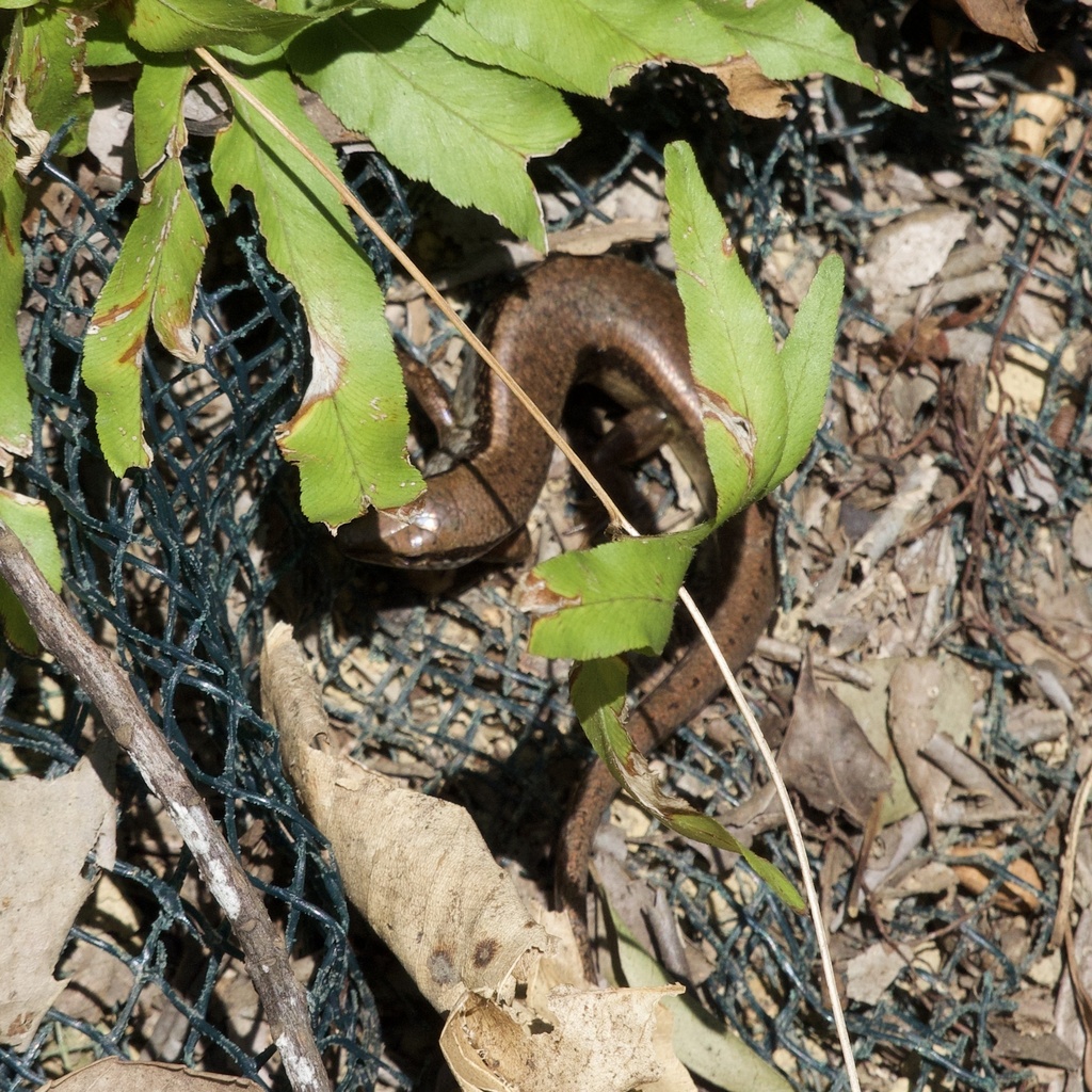 Indian Forest Skink from Tolo Harbour, Sai Kung North, New Territories ...