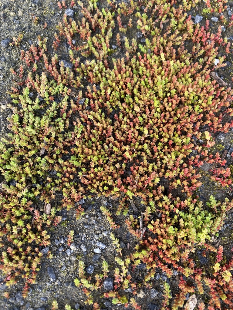 sand pygmyweed from Country Club Dr, Escondido, CA, US on February 17 ...