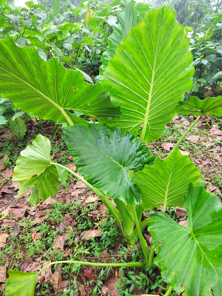 giant taro from Reyes Heroles, 91538 Coatepec, Ver., México on February ...