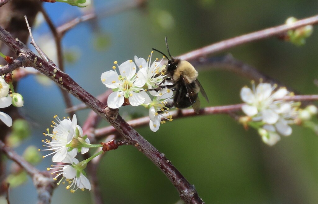 Blueberry Digger Bee from Gainesville, FL, USA on February 14, 2023 at ...